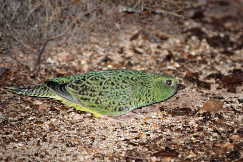 Donate to Bush Heritage Australia & Support Critical Conservation ...