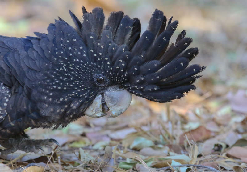 Donate to Bush Heritage Australia & Support Critical Conservation